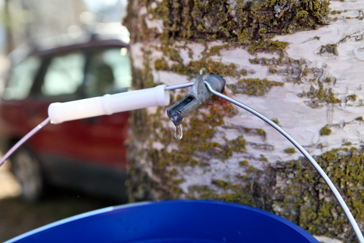 Harvesting Anchorage: Birch Tree Tapping | Alaska Knit Nat