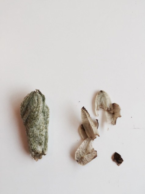 Harvesting Anchorage: Devil’s Club Pesto | Alaska Knit Nat