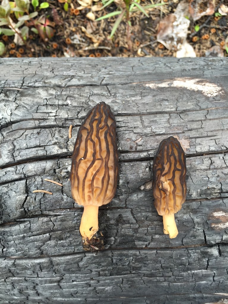 Harvesting Alaska: Morels | Alaska Knit Nat