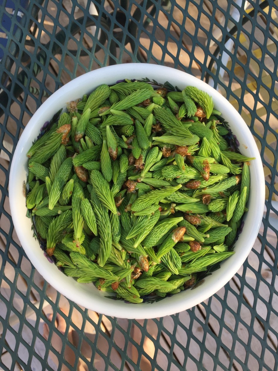 Harvesting Anchorage: Spruce tips | Alaska Knit Nat