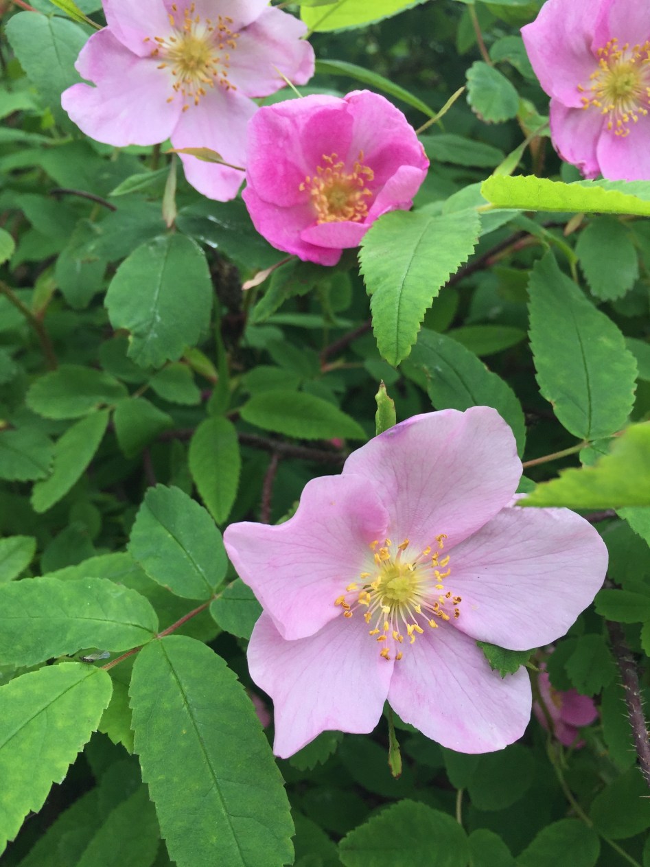 Harvesting Anchorage: Rose and rhubarb cookies (and a Rose Collins ...