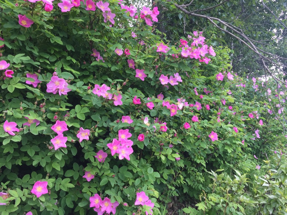 Harvesting Anchorage: Rose and rhubarb cookies (and a Rose Collins ...