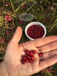 Harvesting Anchorage: Lowbush Cranberry Marmalade | Alaska Knit Nat